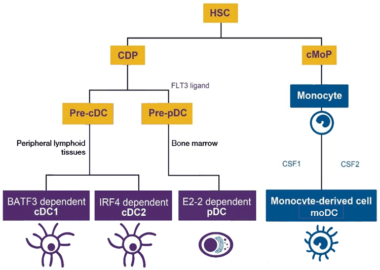 树突状细胞-DC细胞是什么-赛默飞免疫学资源 | Thermo Fisher Scientific - CN