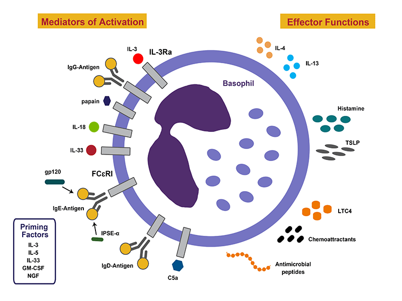 Basophil Overview | Thermo Fisher Scientific - CN