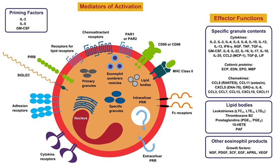 Eosinophil Overview | Thermo Fisher Scientific - CN