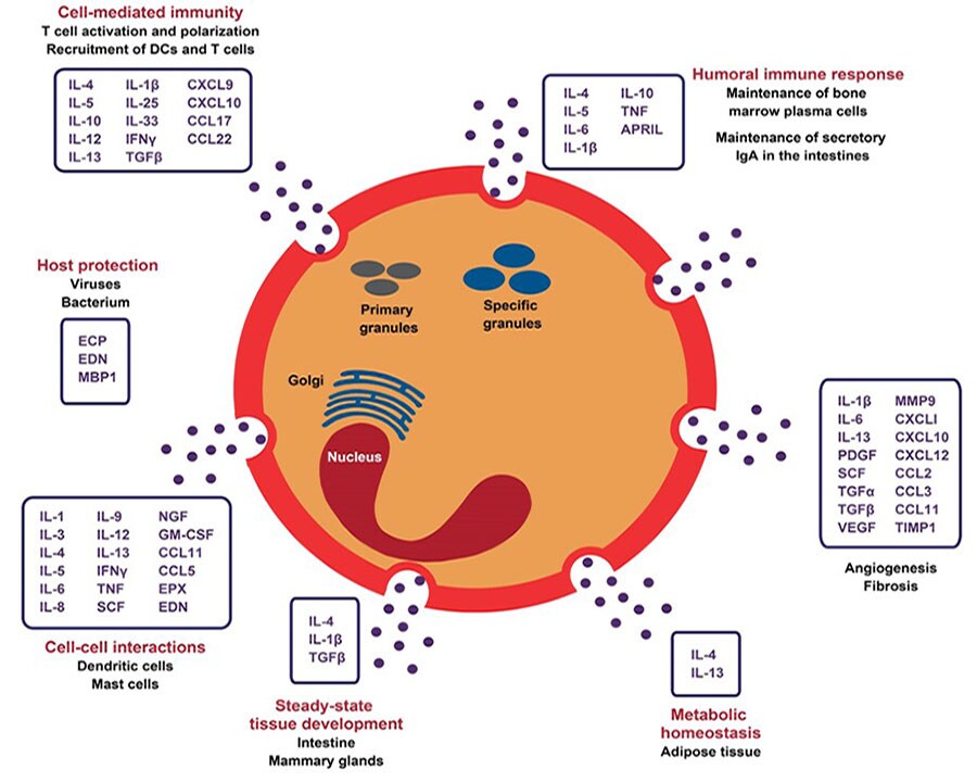 Eosinophil Overview | Thermo Fisher Scientific - CN