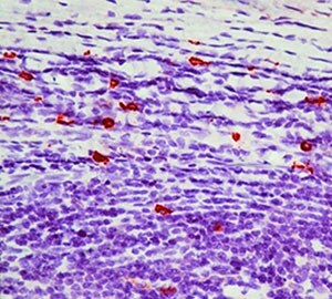 Mast Cell Overview | Thermo Fisher Scientific - CN