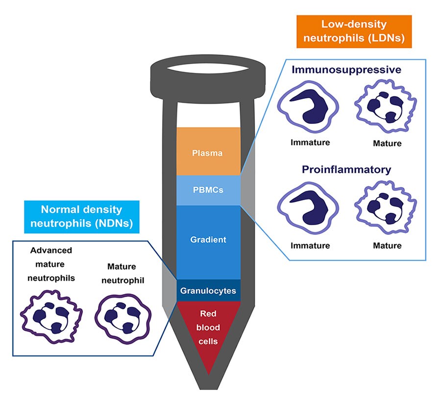 Neutrophil Overview | Thermo Fisher Scientific - CN