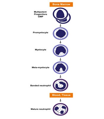 Neutrophil Overview | Thermo Fisher Scientific - CN