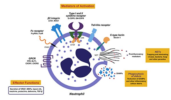 Neutrophil Overview | Thermo Fisher Scientific - CN