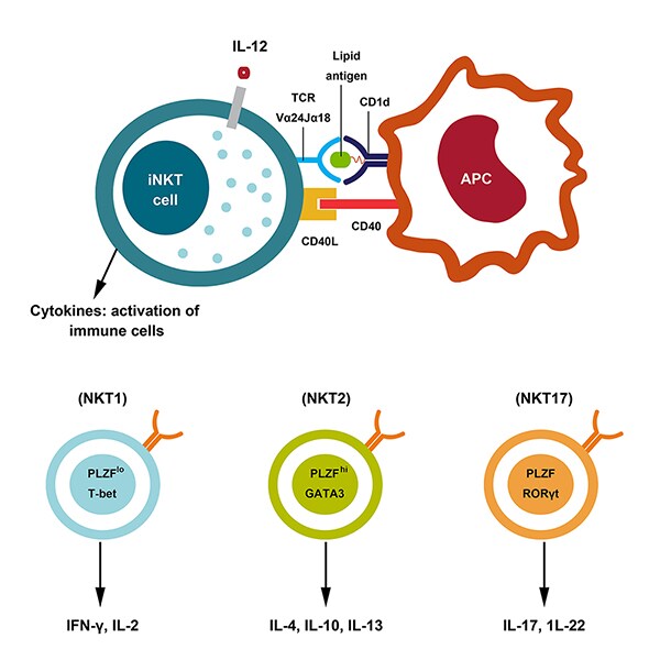 iNKT Cell Overview | Thermo Fisher Scientific - CN