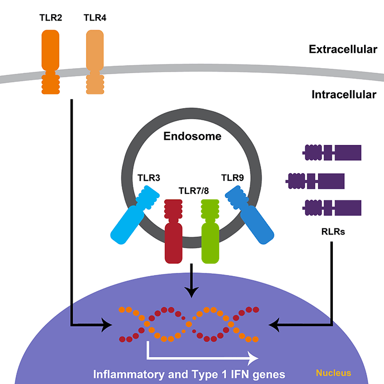 干扰素IFN细胞因子-干扰素受体和IFN ELISA | 赛默飞 | Thermo Fisher Scientific - CN