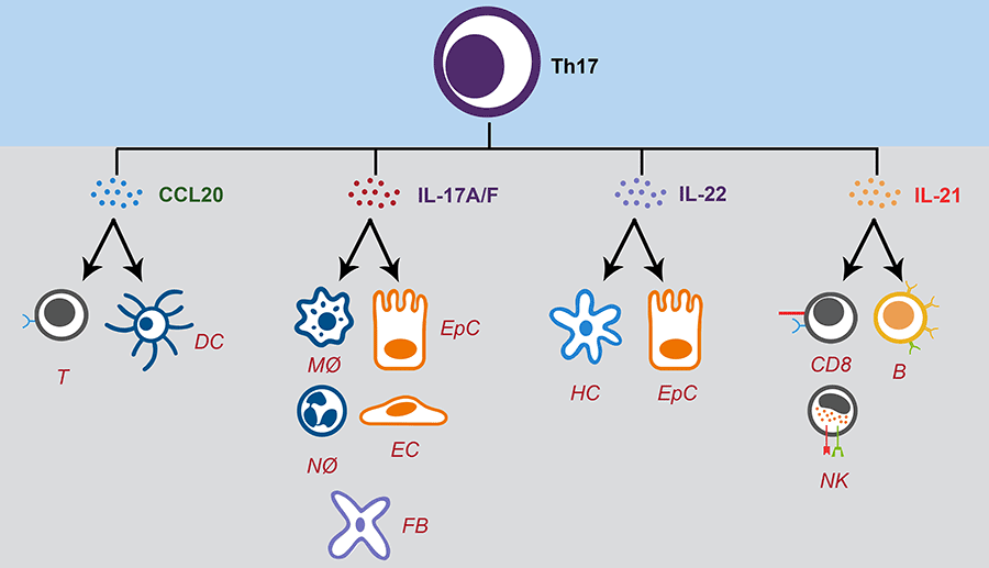 Th17细胞概述-Th17细胞分化-赛默飞 | Thermo Fisher Scientific - CN
