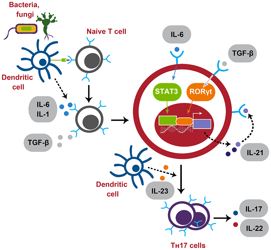 Th17细胞概述-Th17细胞分化-赛默飞 | Thermo Fisher Scientific - CN