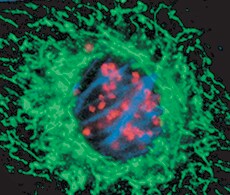 Anatomy of Fluorescence Spectra | Thermo Fisher Scientific - CN