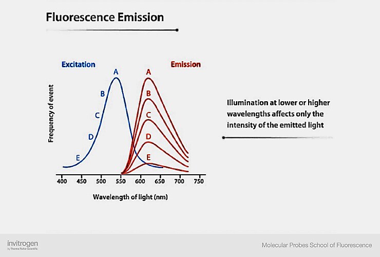 Anatomy of Fluorescence Spectra | Thermo Fisher Scientific - CN