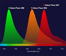 Anatomy of Fluorescence Spectra | Thermo Fisher Scientific - CN