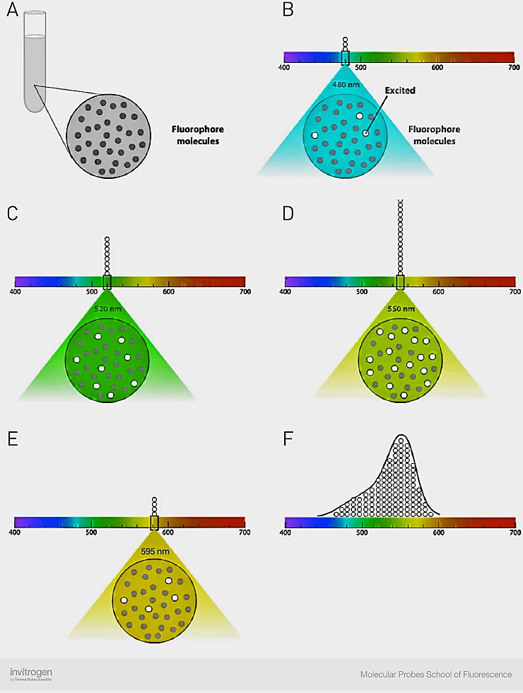 The Light Spectrum and Its Relationship With Fluorescence | Thermo ...