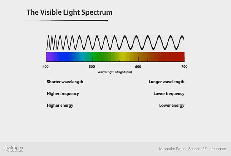 The Light Spectrum and Its Relationship With Fluorescence | Thermo ...