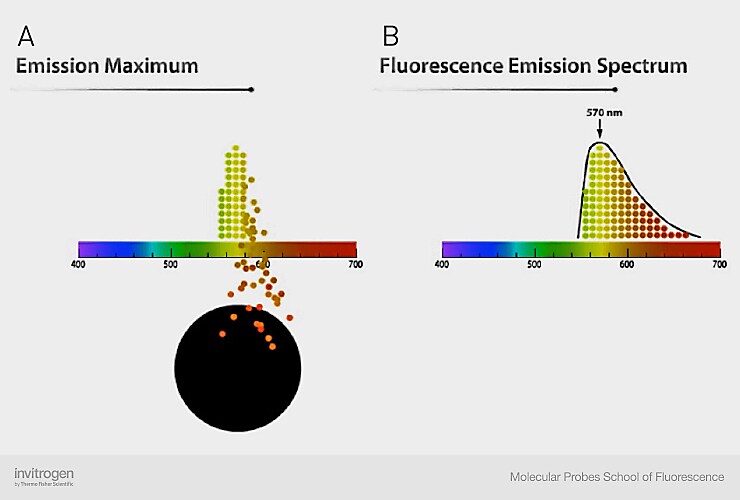 The Light Spectrum and Its Relationship With Fluorescence | Thermo ...