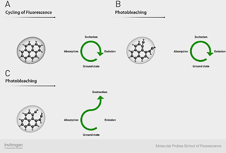 Photobleaching Principles | Thermo Fisher Scientific - CN