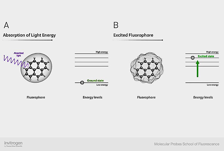 Fluorescence Process | Thermo Fisher Scientific - CN
