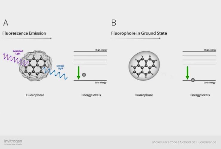 Fluorescence Process | Thermo Fisher Scientific - CN