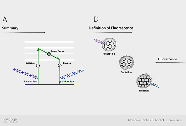 Fluorescence Process | Thermo Fisher Scientific - CN