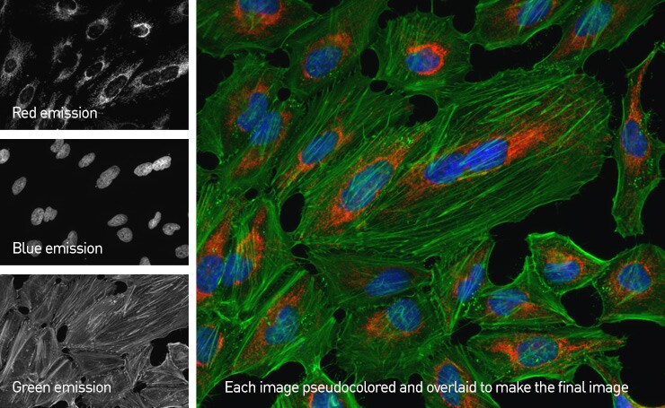 Pixels and Intensity | Thermo Fisher Scientific - CN