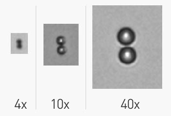 Epifluorescence Microscope Basics | Thermo Fisher Scientific - CN