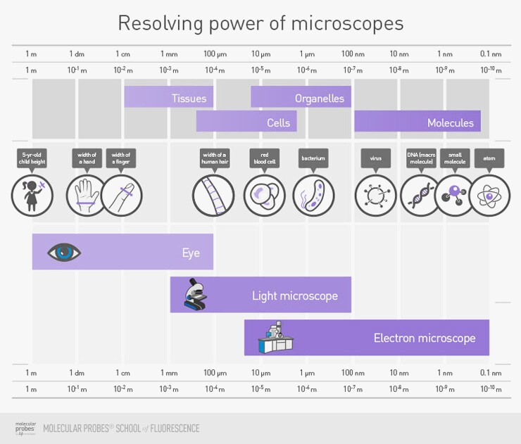 Epifluorescence Microscope Basics | Thermo Fisher Scientific - CN
