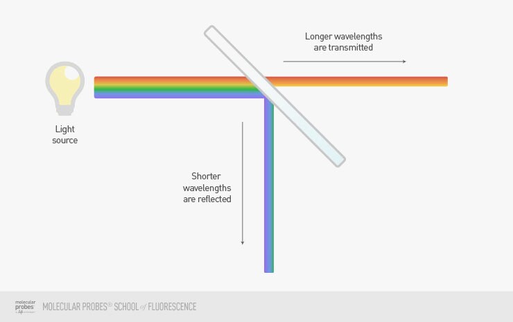 Epifluorescence Microscope Basics | Thermo Fisher Scientific - CN