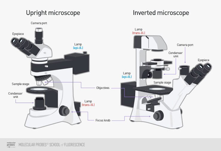 Epifluorescence Microscope Basics | Thermo Fisher Scientific - CN