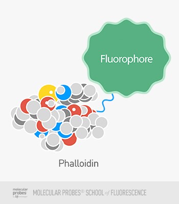Actin Labeling | Thermo Fisher Scientific - CN