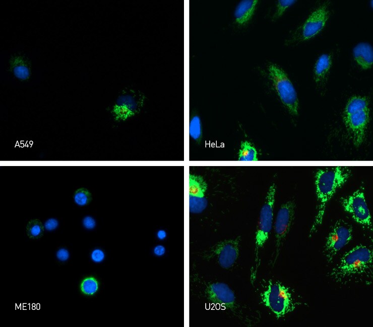 Cell Morphology | Thermo Fisher Scientific - CN