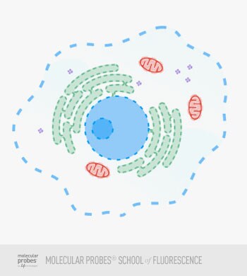 Preparing Fixed Cells for Labeling | Thermo Fisher Scientific - CN
