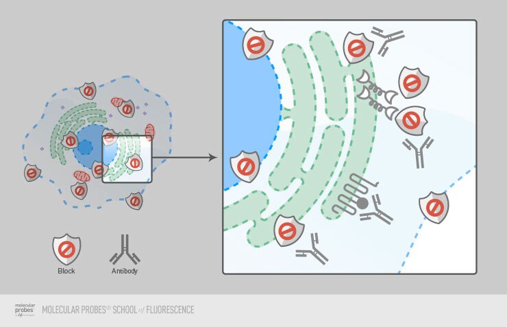 Preparing Fixed Cells for Labeling | Thermo Fisher Scientific - CN