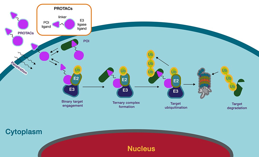 利用蛋白水解靶向嵌合体进行靶向蛋白质降解 | Thermo Fisher Scientific - CN