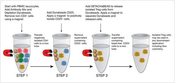 Isolate Pure and Functional Human Regulatory T Cells (Tregs) | Thermo ...