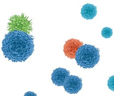 Isolate Pure and Functional Human Regulatory T Cells (Tregs) | Thermo ...
