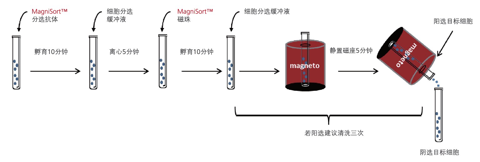 MagniSort Magnetic Cell Separation Technology | Thermo Fisher ...
