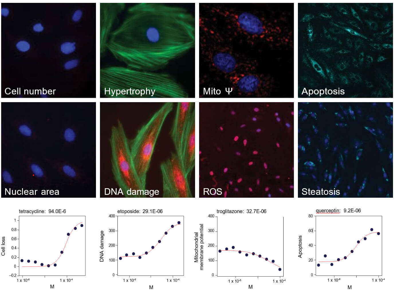Cell Painting-细胞全景绘制-赛默飞 | Thermo Fisher Scientific - CN