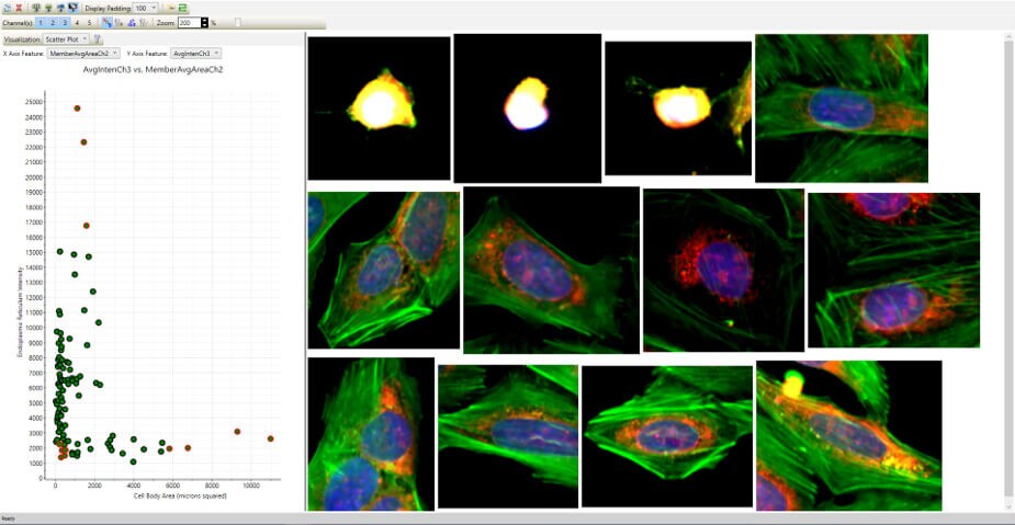 Cell Painting High-Content Image Assay | Thermo Fisher Scientific - CN