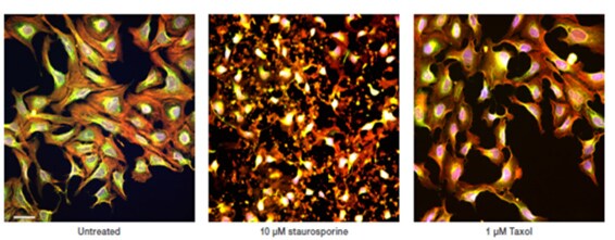 Cell Painting High-Content Image Assay | Thermo Fisher Scientific - CN