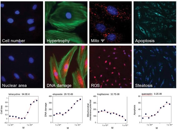 Cell Painting-细胞全景绘制-赛默飞 | Thermo Fisher Scientific - CN