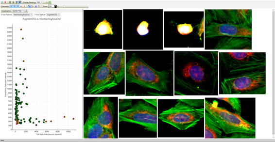 Cell Painting-细胞全景绘制-赛默飞 | Thermo Fisher Scientific - CN