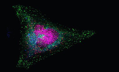 Endosome Structure | Thermo Fisher Scientific - CN