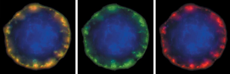 Cell and Neuronal Tracing | Thermo Fisher Scientific - CN