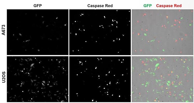 Caspase Assays | Thermo Fisher Scientific - CN