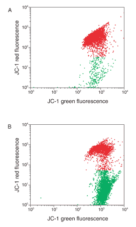JC-1染色 (线粒体膜电位检测) | Thermo Fisher Scientific - CN