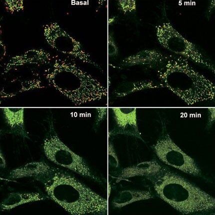 Mitochondria Function Assays | Thermo Fisher Scientific - CN