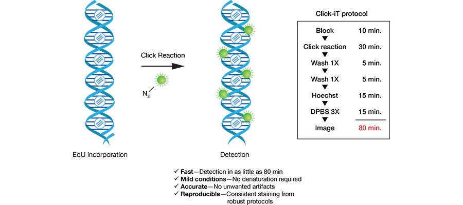Click-iT EdU 测定法：优于传统 BrdU 测定法 | Thermo Fisher Scientific - CN