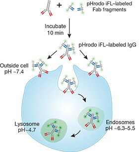 抗体内化 | Thermo Fisher Scientific - CN