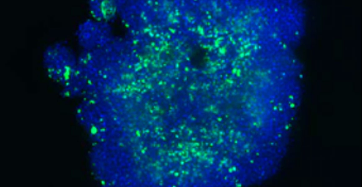 Cell Imaging Center | Thermo Fisher Scientific - CN