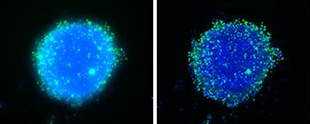 Celleste Image Analysis Software | Thermo Fisher Scientific - CN
