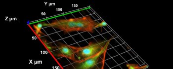 Celleste Image Analysis Software | Thermo Fisher Scientific - CN